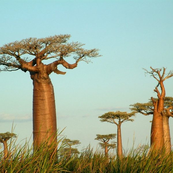 About The Baobag - BaoBag